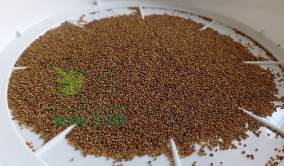 Koniczyna perska Ciro C1 500g- Ogrodniczy sklep internetowy WIK-TOR